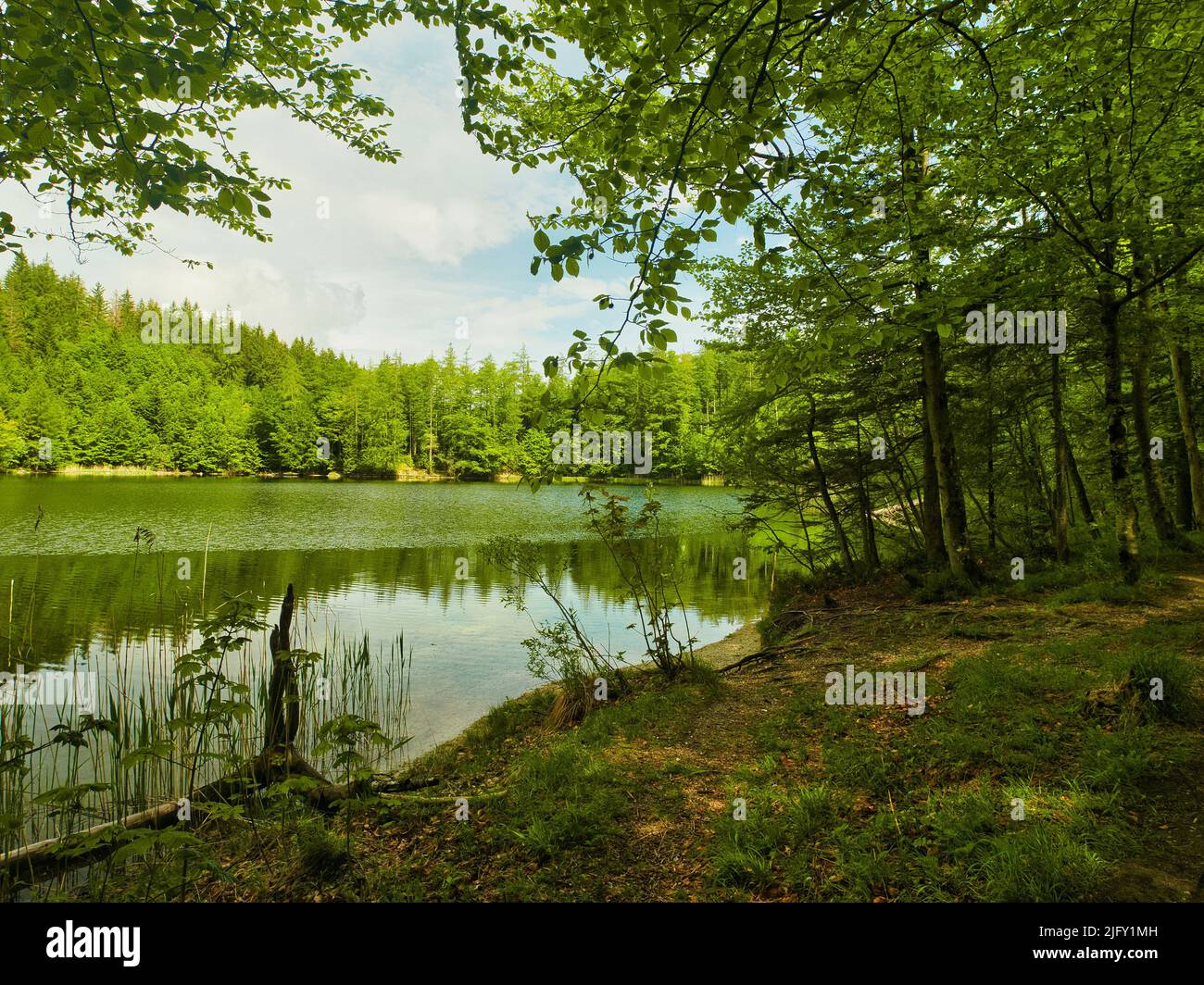 A picturesque view of the mountain lake with trees and sky reflected on ...