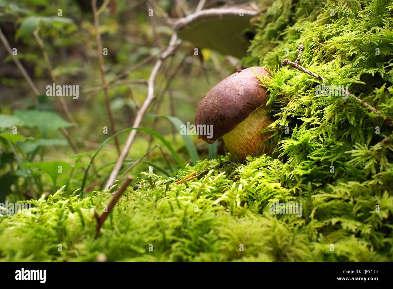 Cep or Boletus Mushroom growing on lush green moss in a forest, low ...