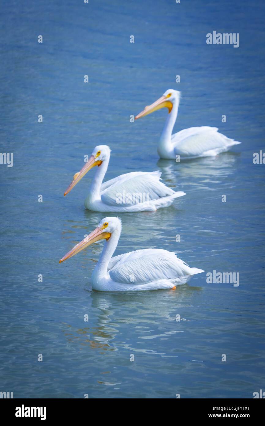 Canadian white pelicans hi-res stock photography and images - Alamy