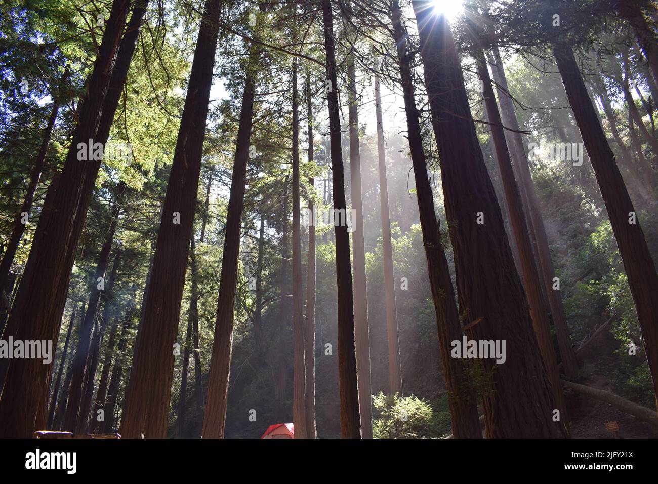 Sun rays making their way through the forest's trees, Limekiln State ...