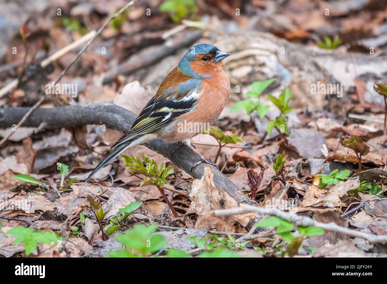 The common chaffinch, Fringilla coelebs, sits on the ground in spring ...