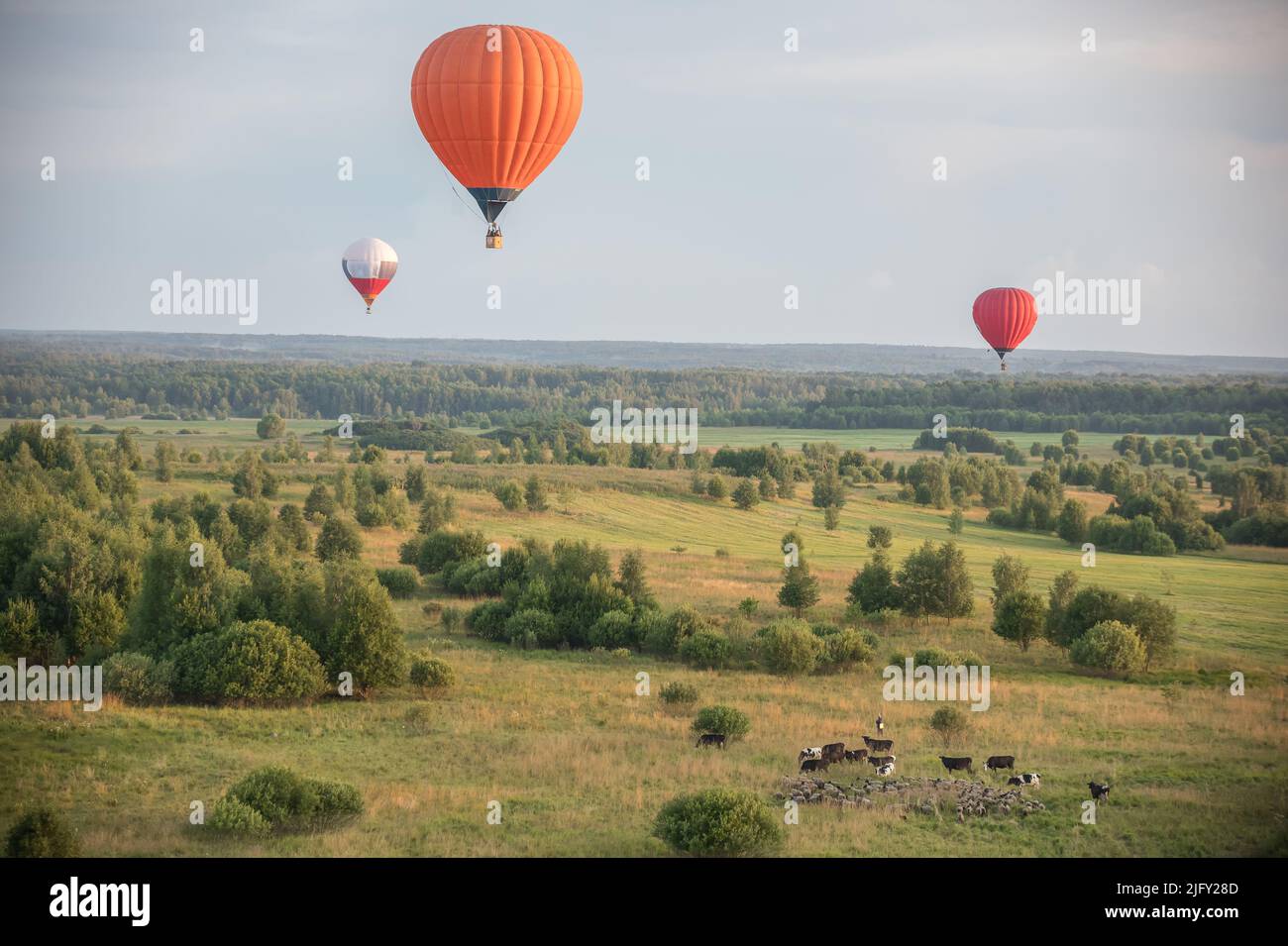Colorful air balloons flying over the field and animals using heat ...