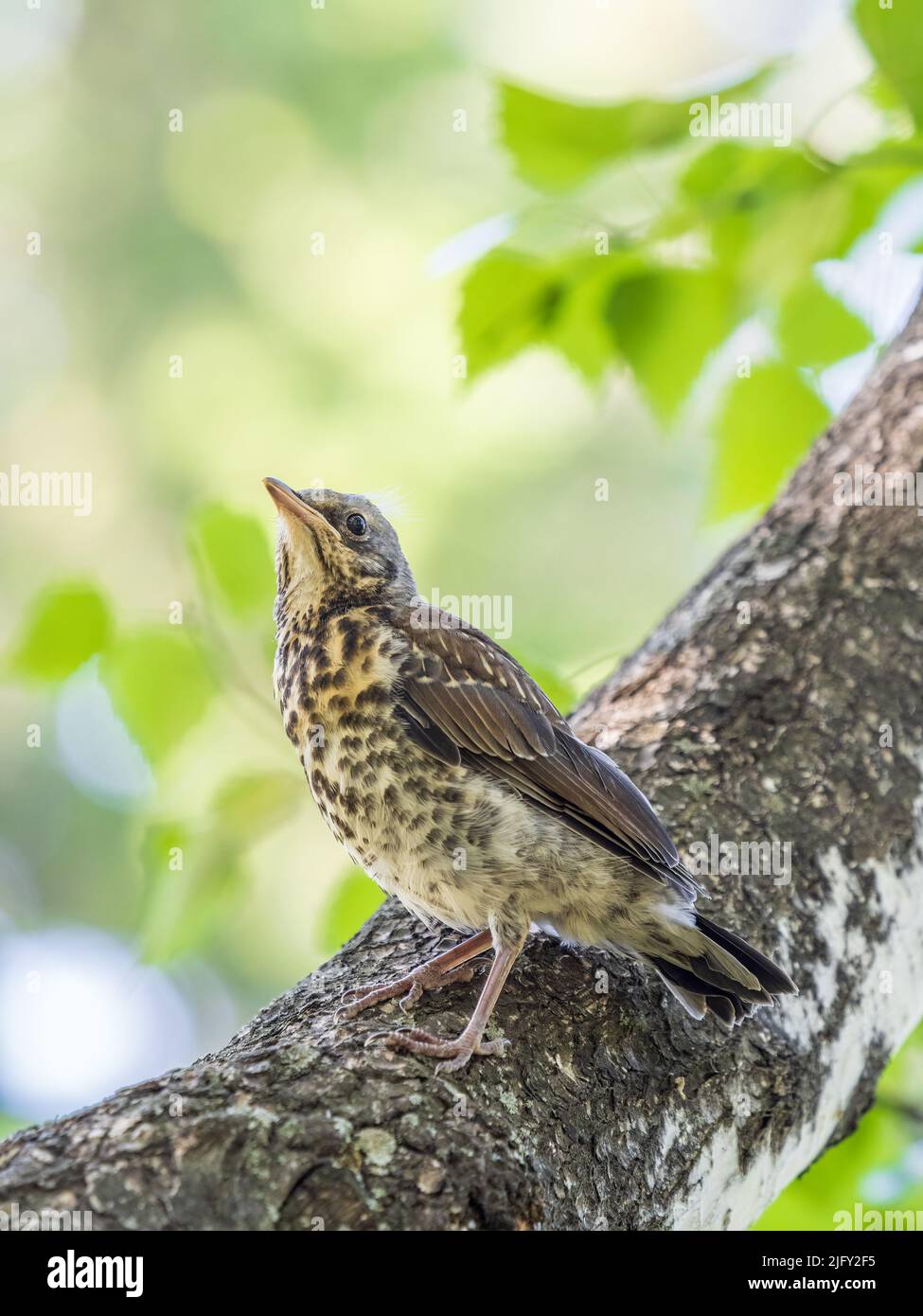 A fieldfare chick, Turdus pilaris, has left the nest and is sitting on ...