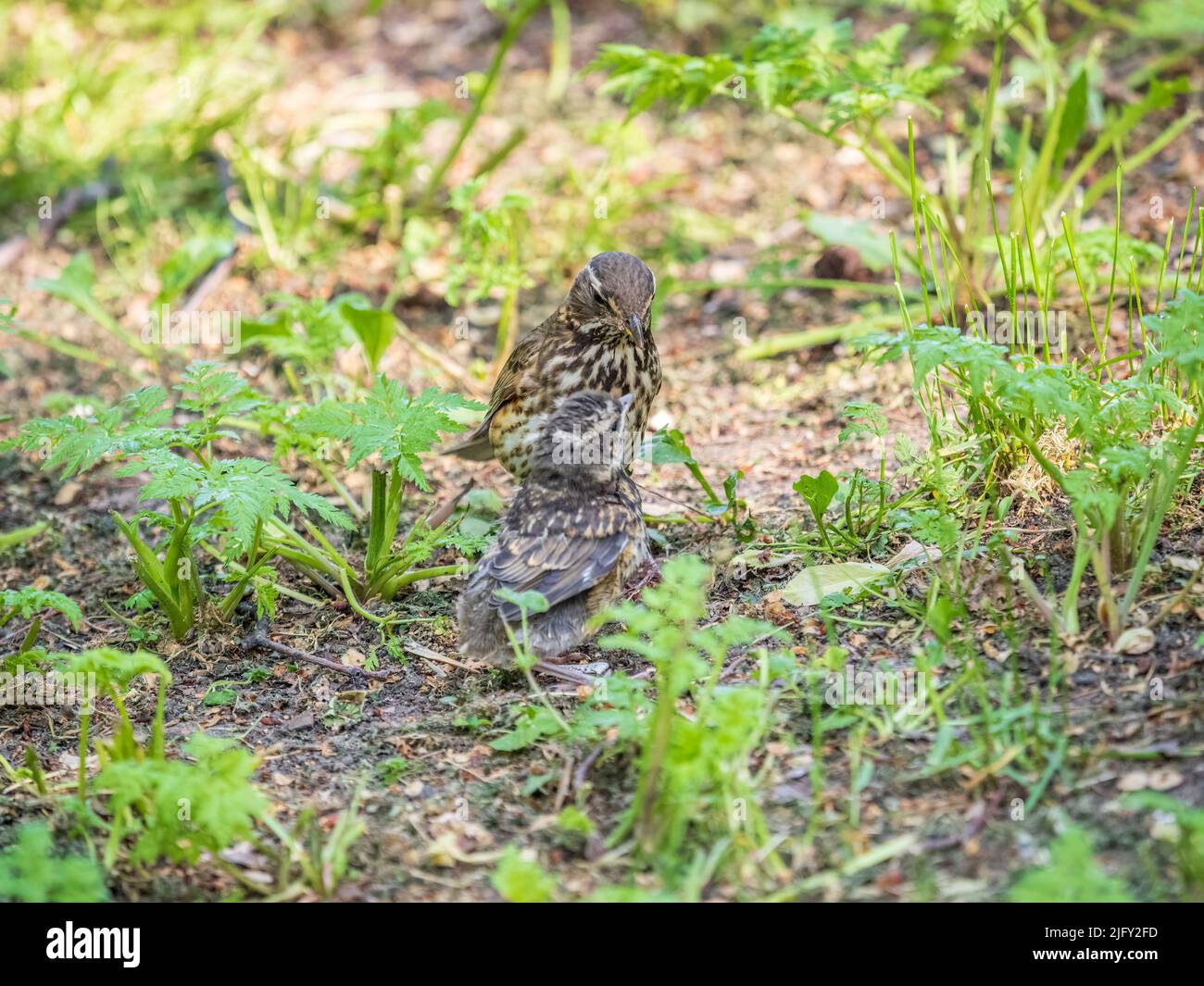 Wood bird Redwing, Turdus iliacus, feeds the chick with earthworms on ...
