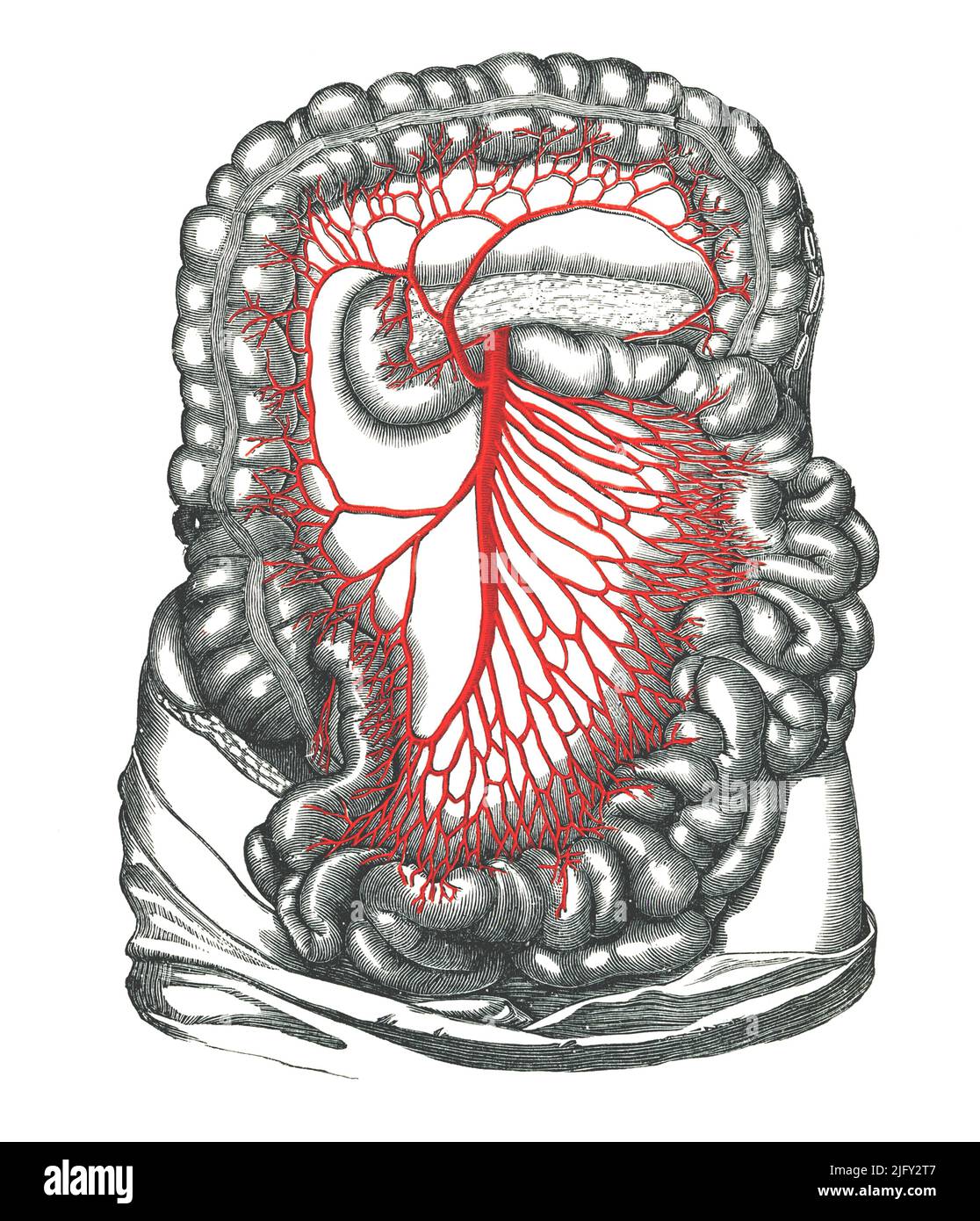 Superior mesenteric artery, illustration Stock Photo - Alamy