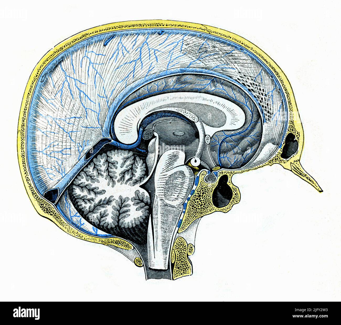 Dural sinuses, illustration Stock Photo - Alamy