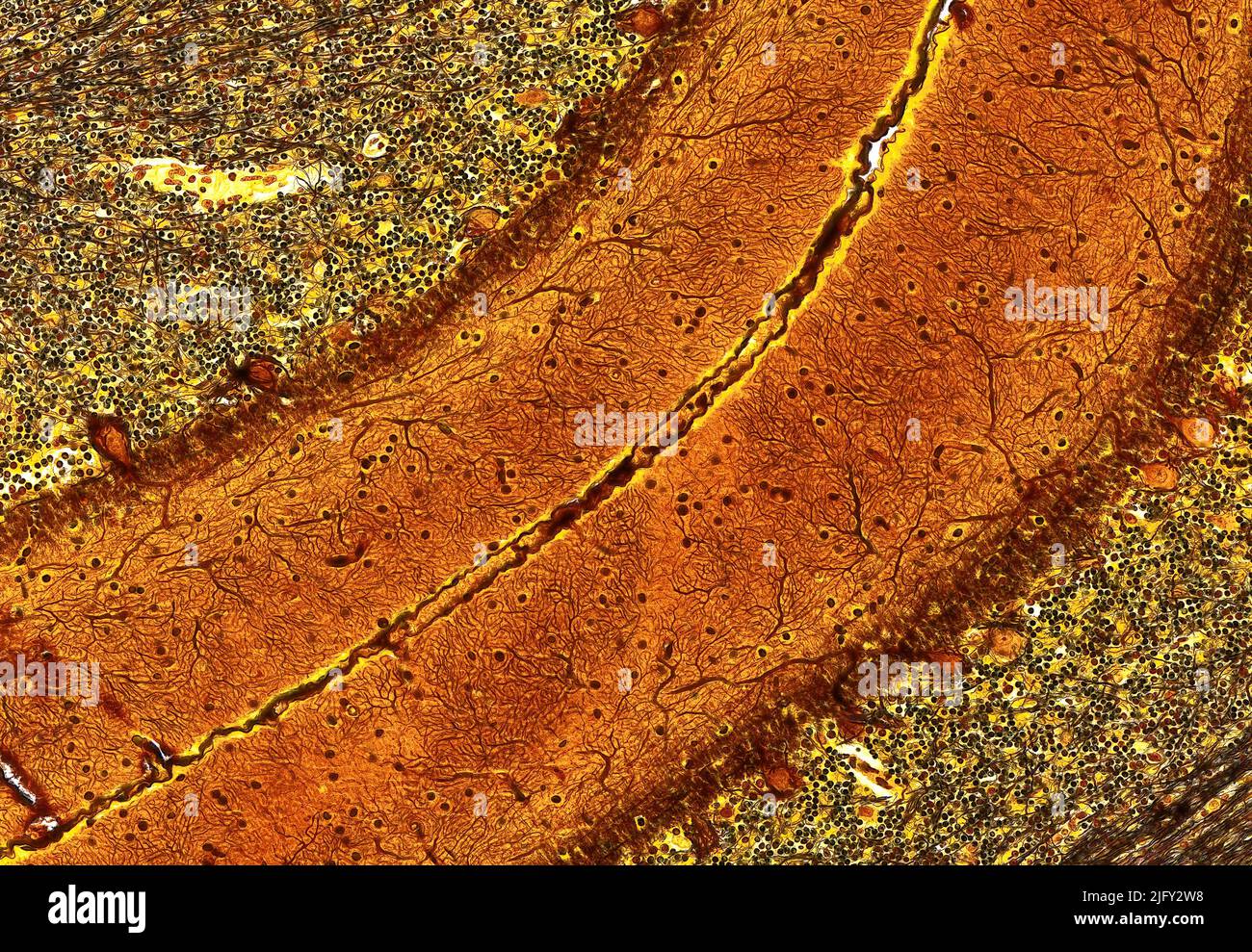 Cerebellum Slide Labeled