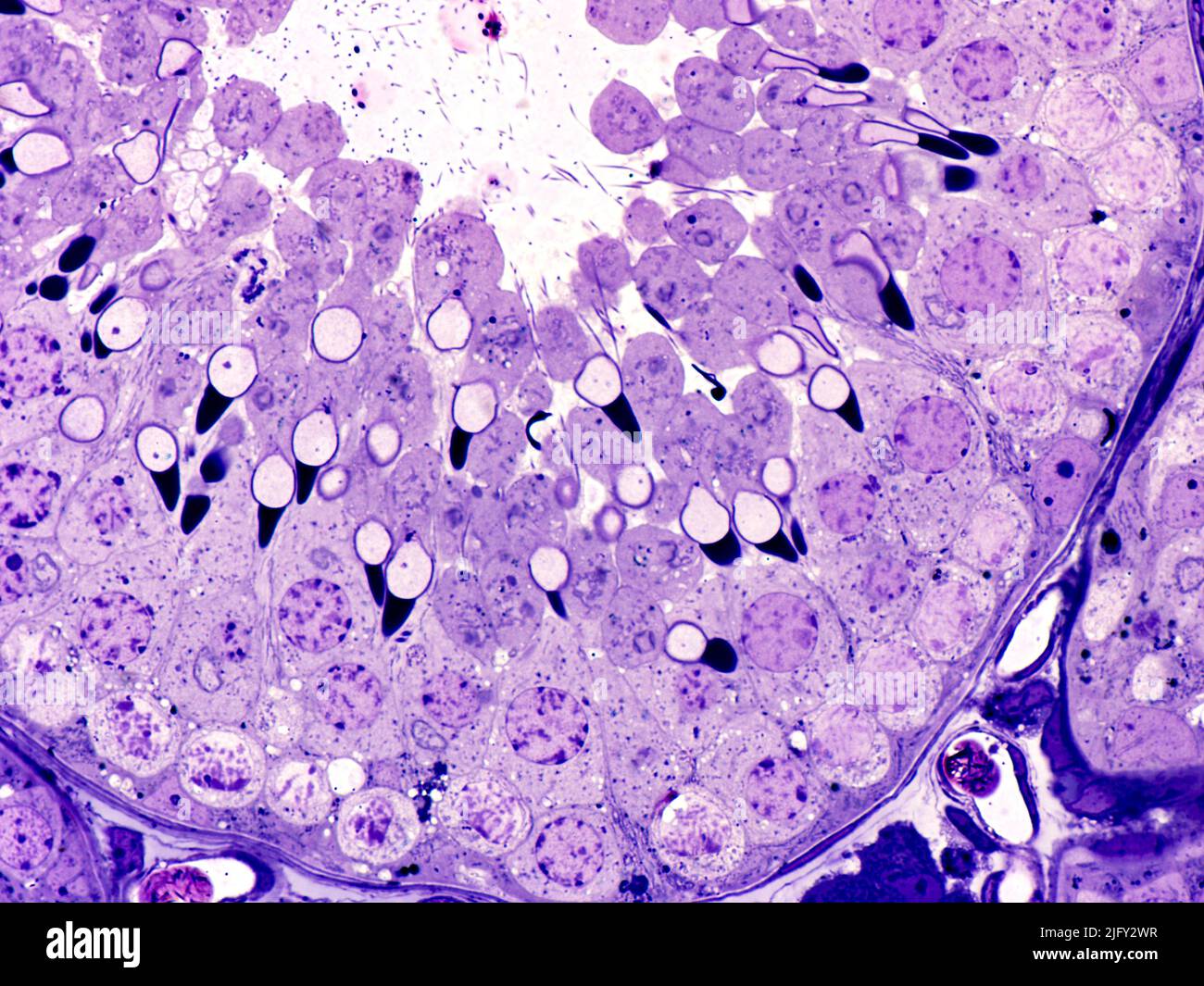 Spermatogenesis, light micrograph Stock Photo - Alamy