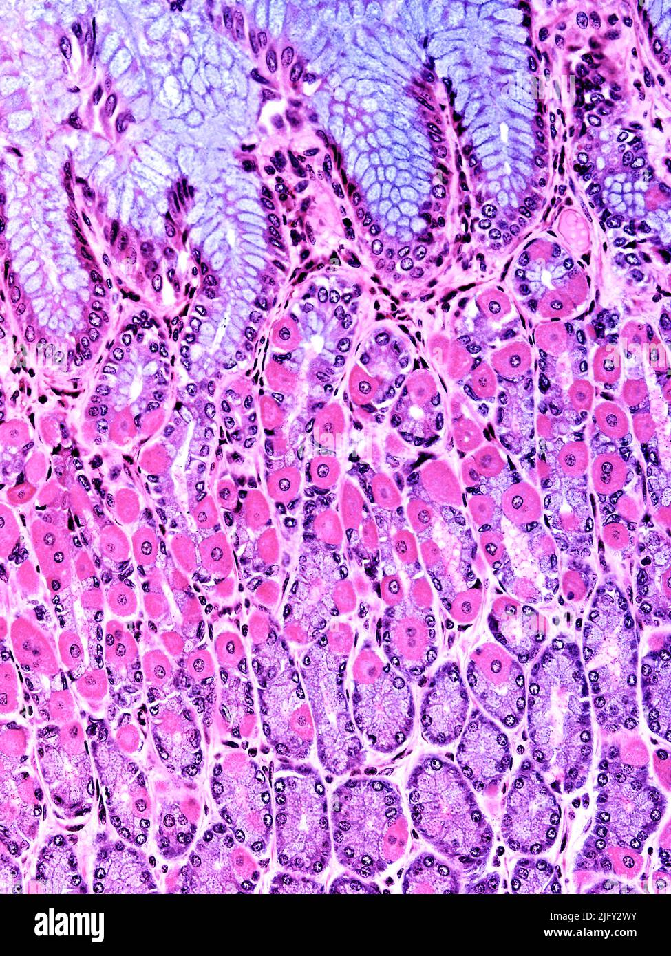 Gastric mucosa, light micrograph Stock Photo - Alamy