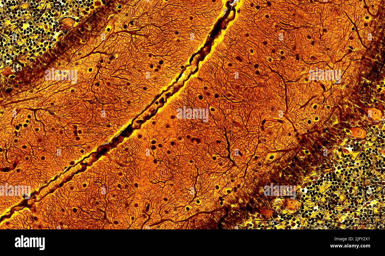 Cerebellar cortex, light micrograph Stock Photo - Alamy