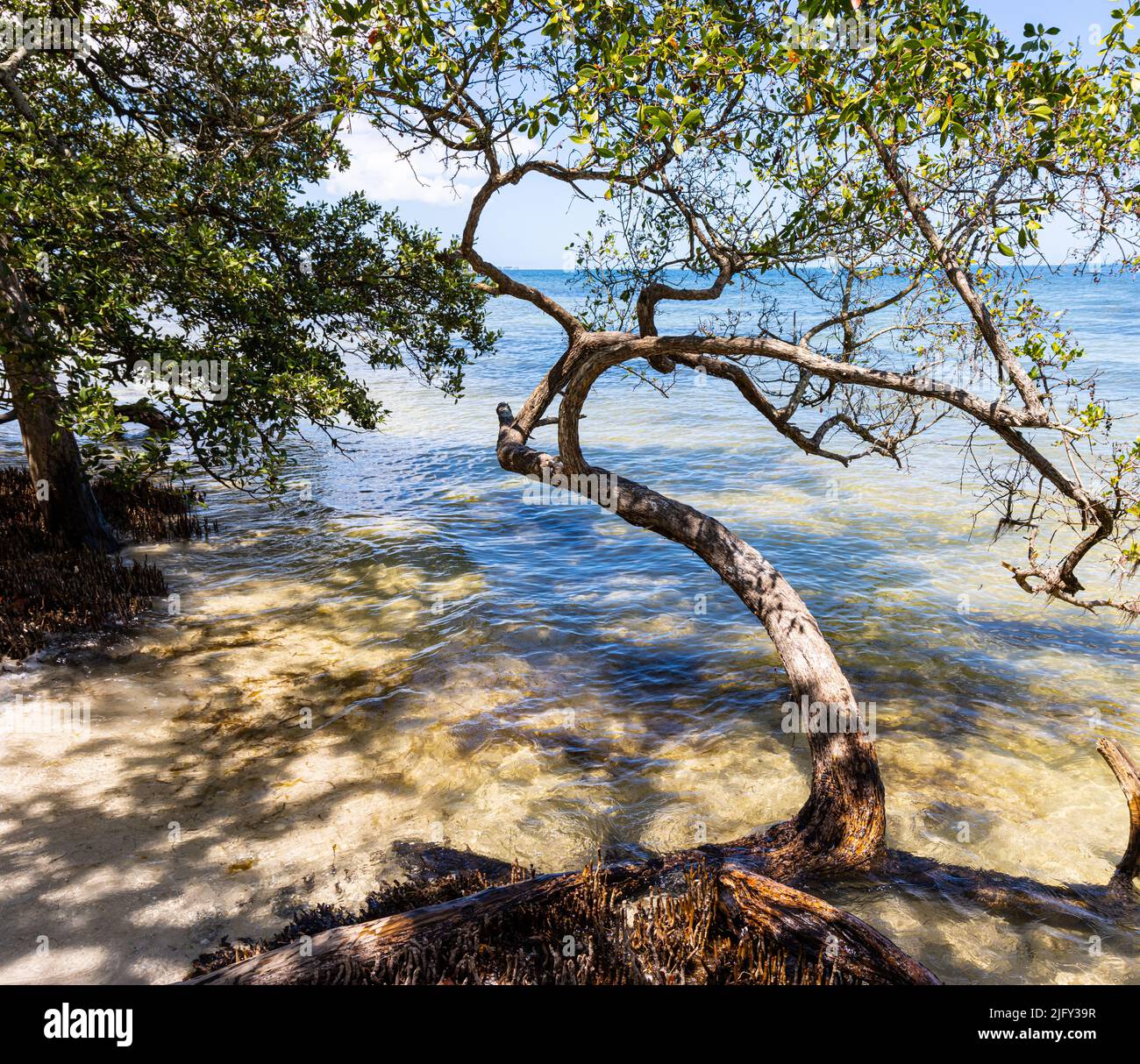 Mangrove trees florida hi-res stock photography and images - Alamy