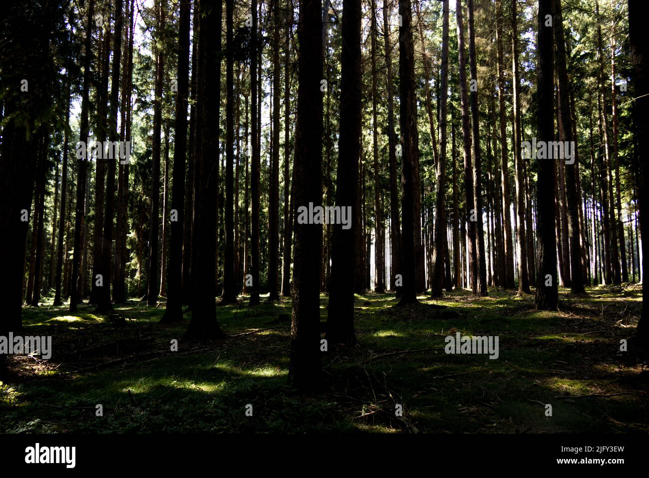 Deep in the woods - wild forest Stock Photo - Alamy