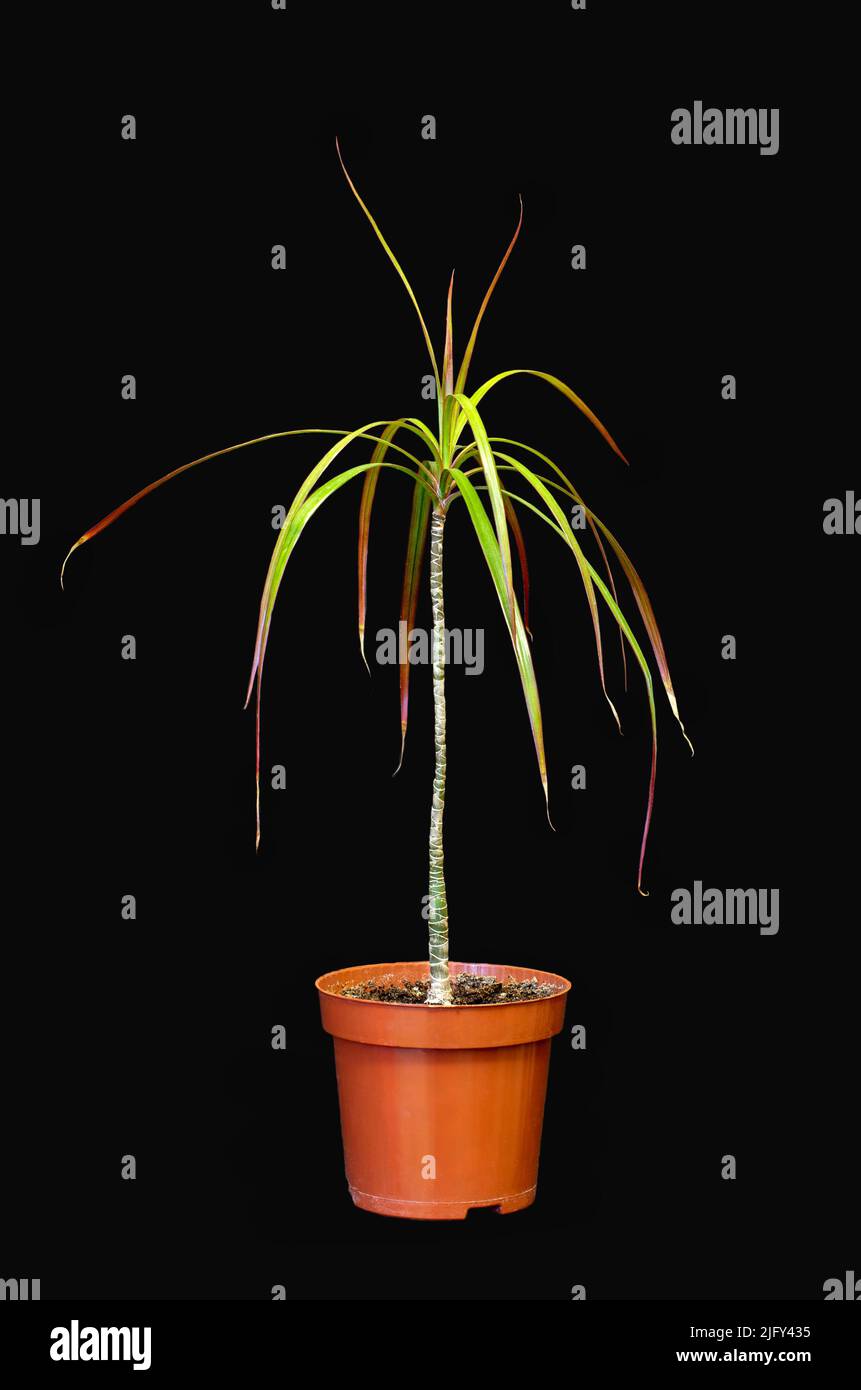 Dracaena marginata hi-res stock photography and images - Alamy