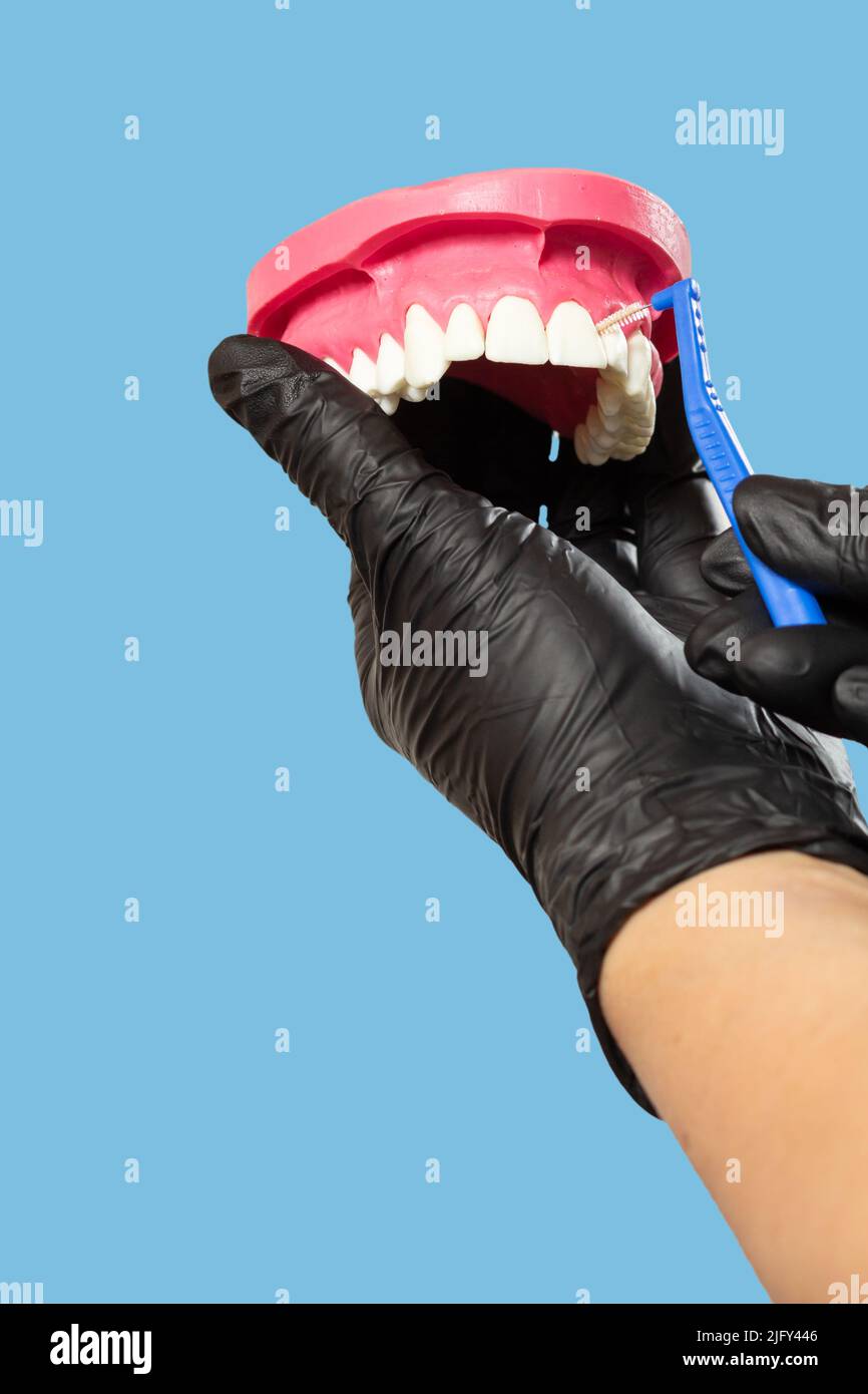 Close-up view of the hand with a human jaw layout and a interdental ...