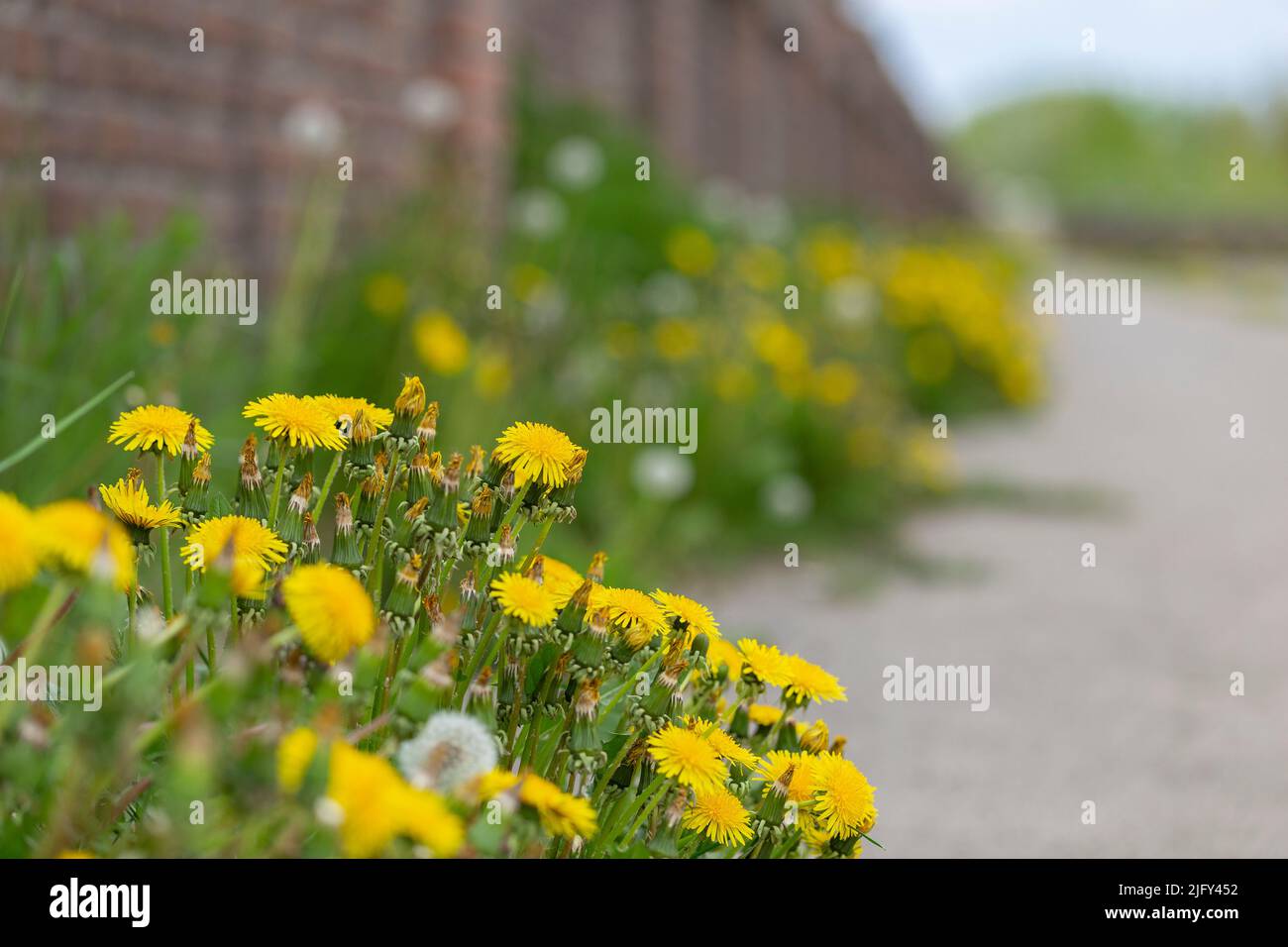 Dandelions field background on spring sunny day. Blooming dandelion ...