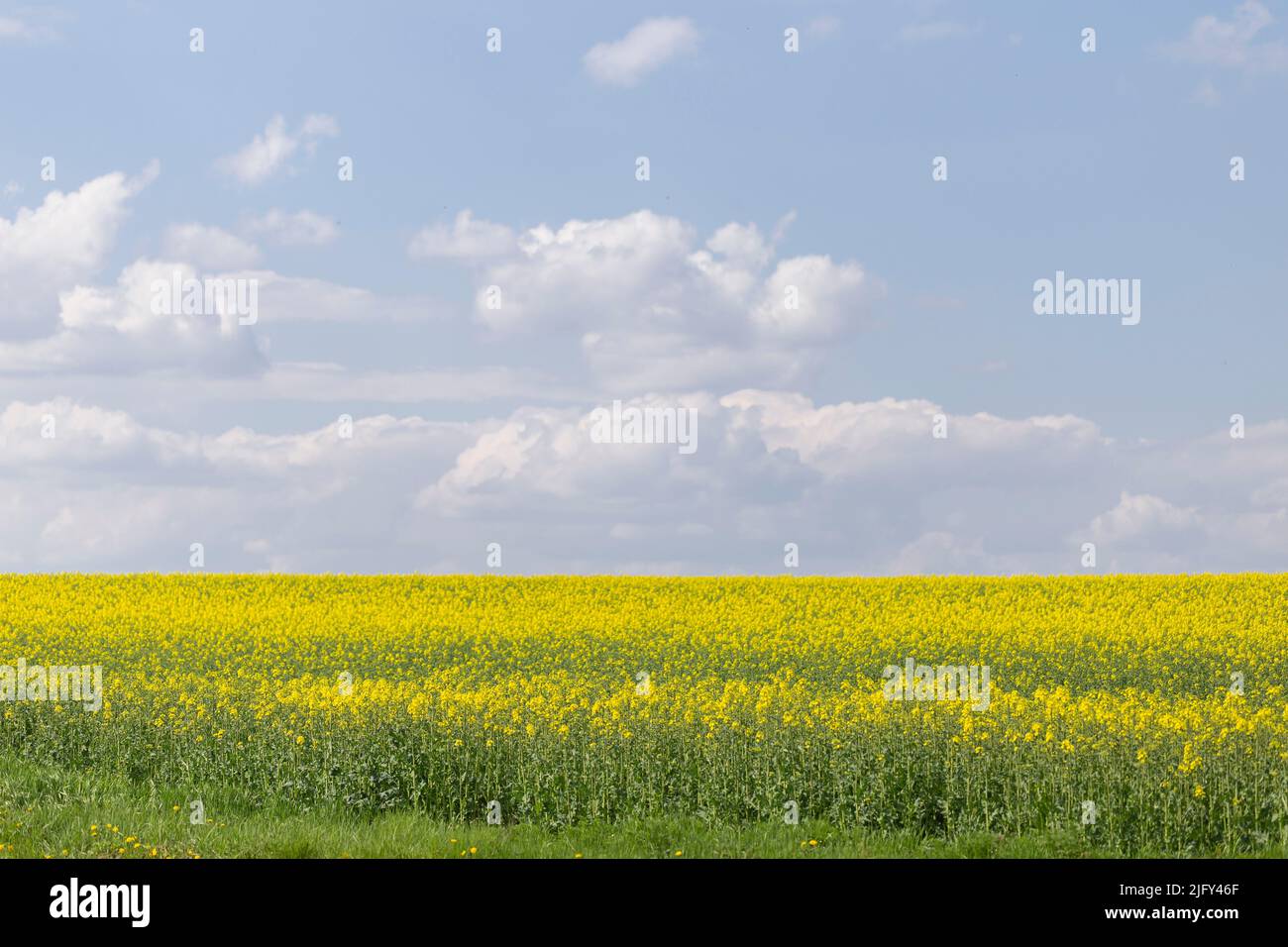 A blooming rapeseed field against a background of blue sky and white ...