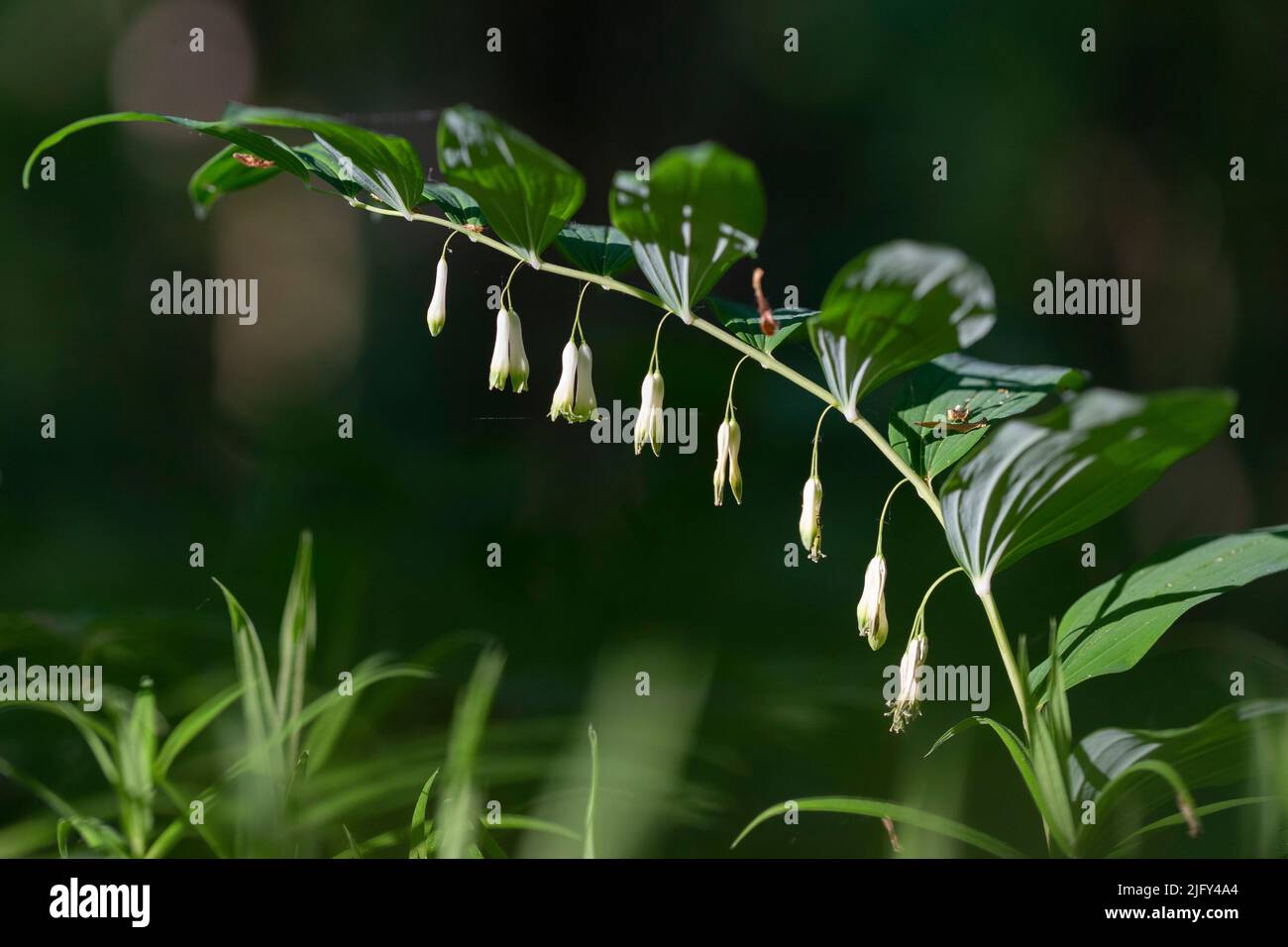 Polygonatum multiflorum (Solomon's seal, David's harp, ladder-to-heaven ...