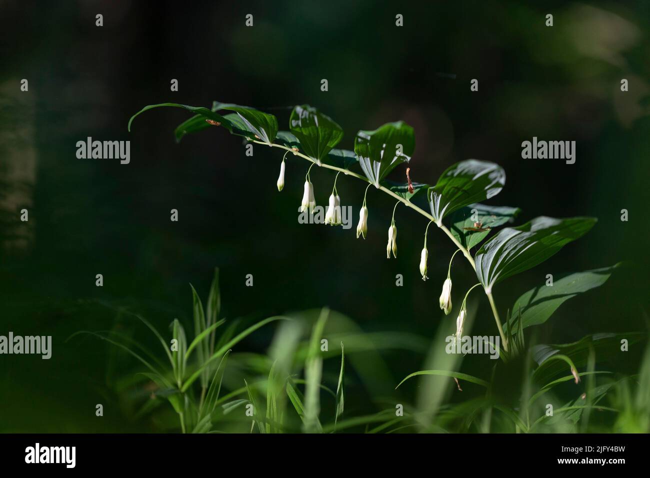 Polygonatum multiflorum (Solomon's seal, David's harp, ladder-to-heaven ...