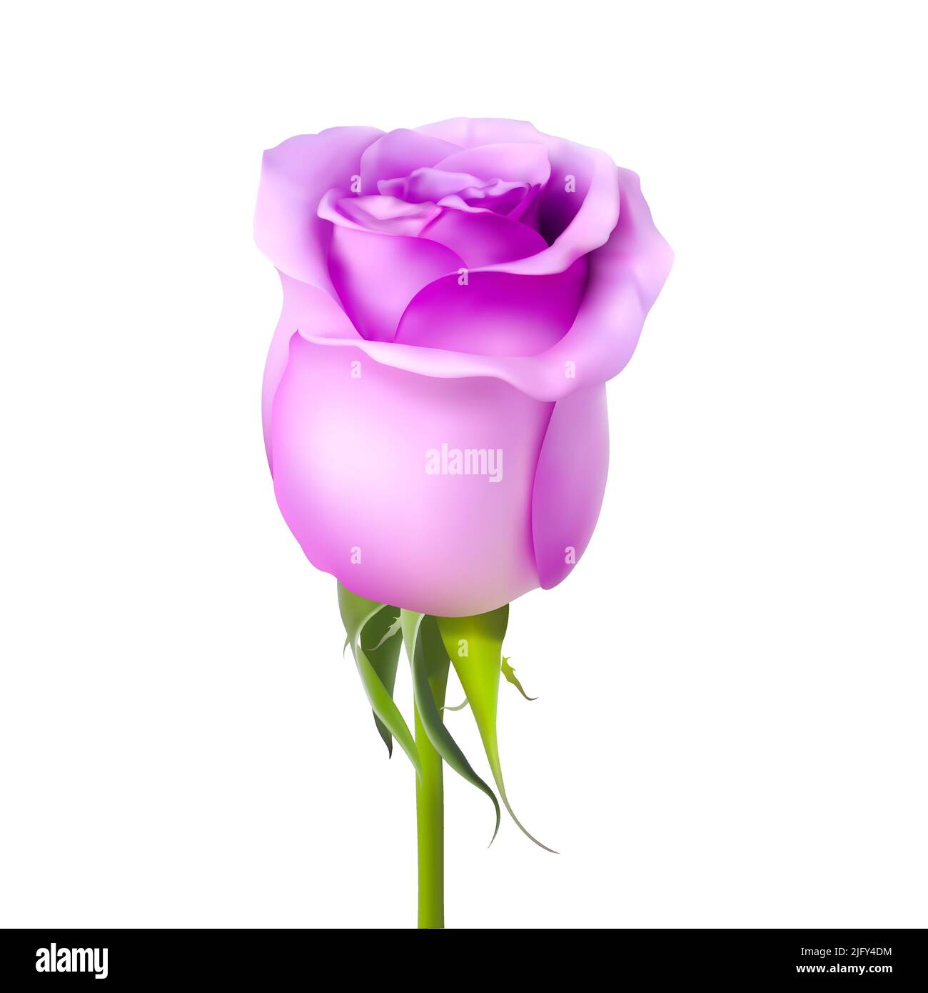 Realistic 3d vector rose on white background Stock Vector Image & Art ...