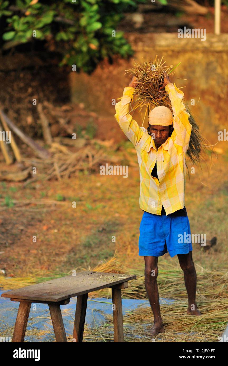 Farmer separating grain of rice at village Achara district Sindhudurga ...