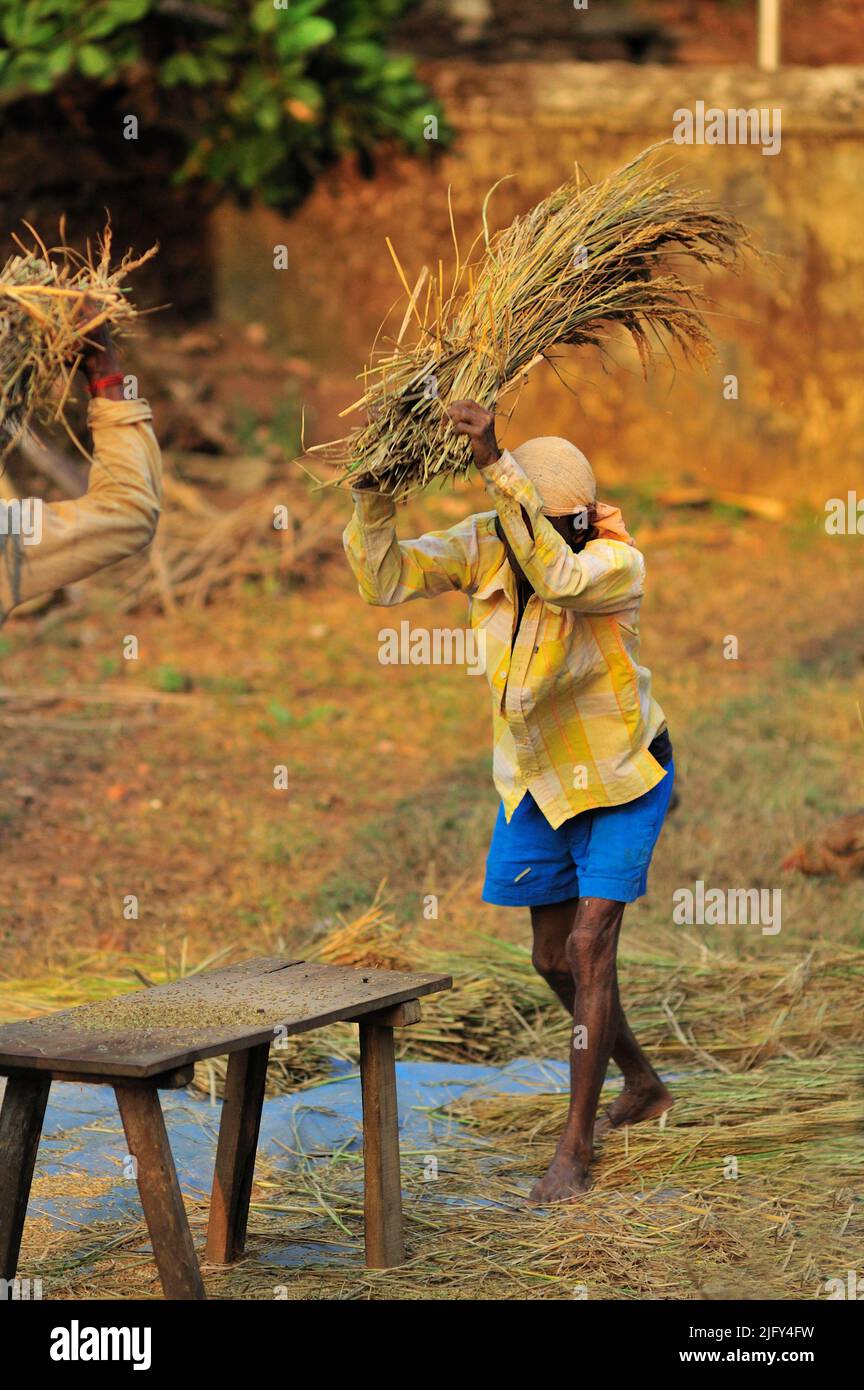 Farmer separating grain of rice at village Achara district Sindhudurga ...