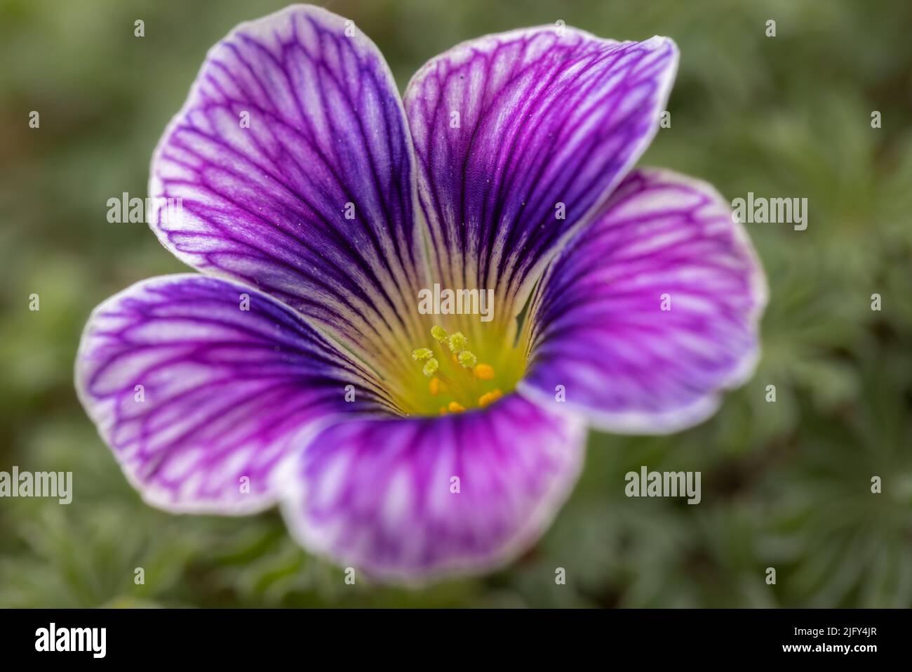 Closeup of purple flower seaside petunia calibrachoa parviflora with ...