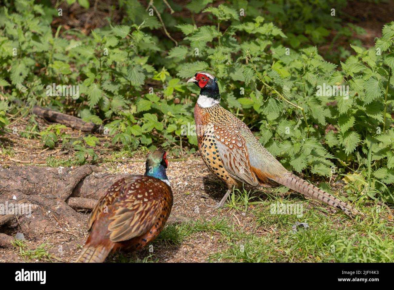 Male and female Ring-necked Pheasants on the ground at RHS Garden ...