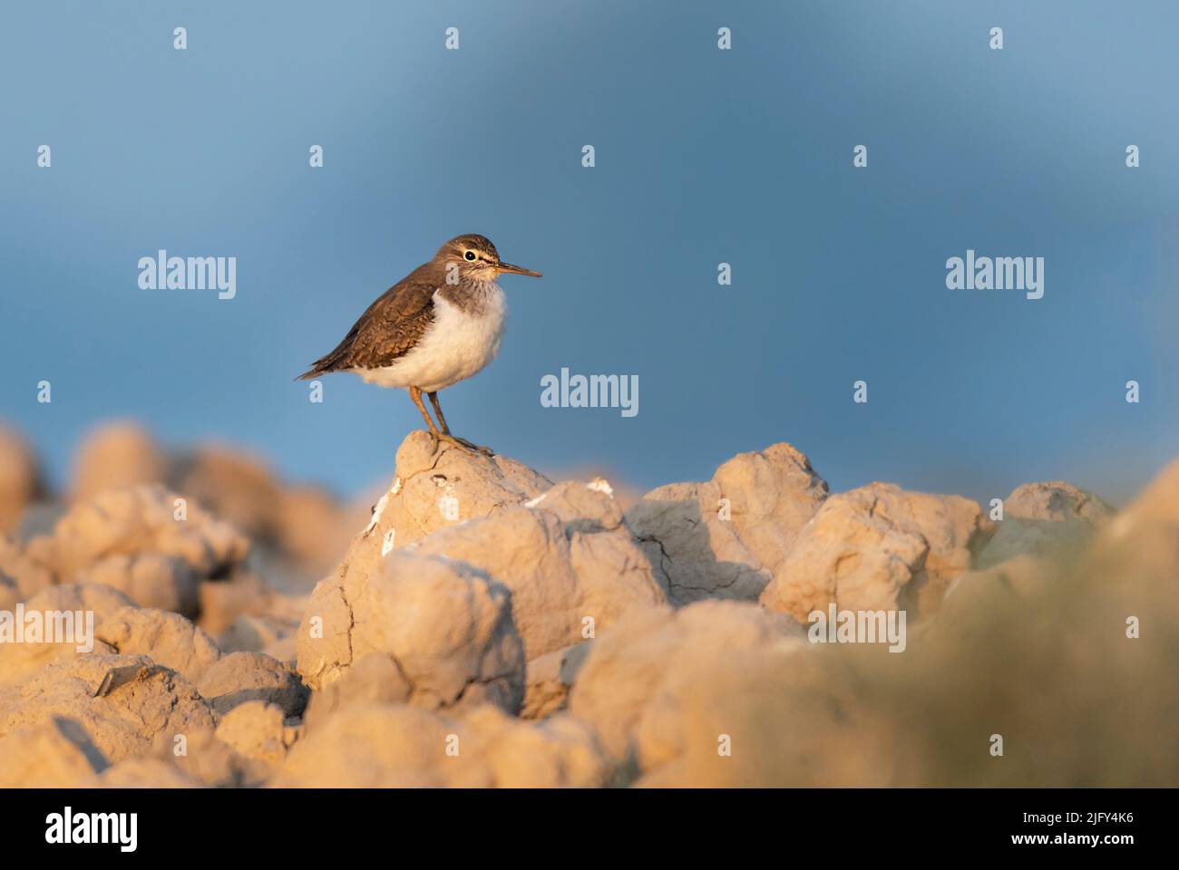 The common sandpiper is a small Palearctic wader. This bird and its ...