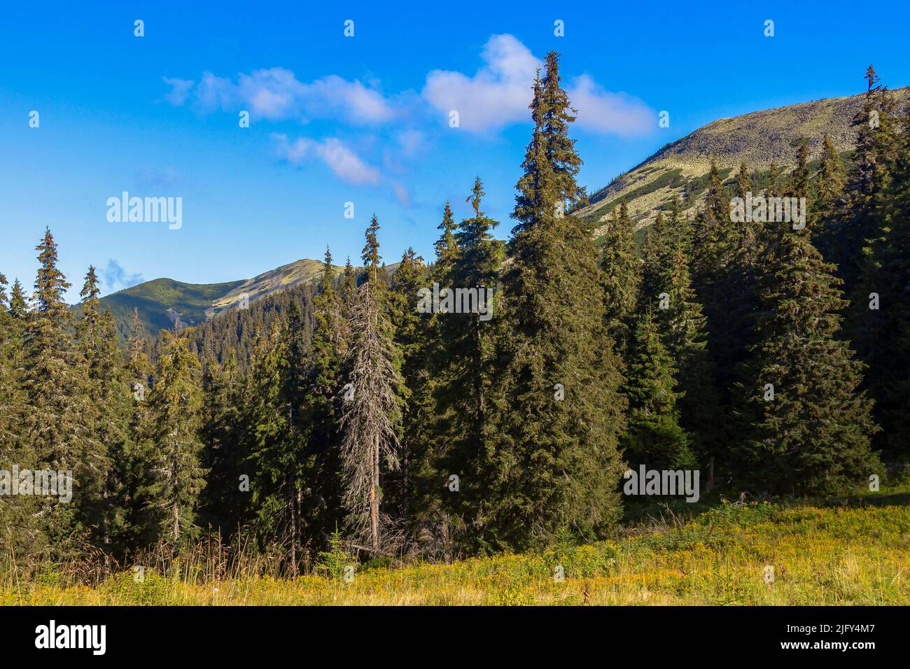 The unique landscape of the Carpathian Mountains, Gorgany region ...