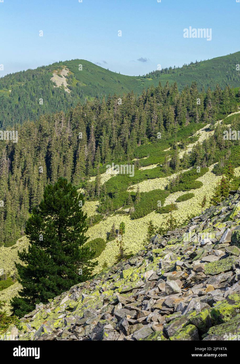 The unique landscape of the Carpathian Mountains, Gorgany region ...