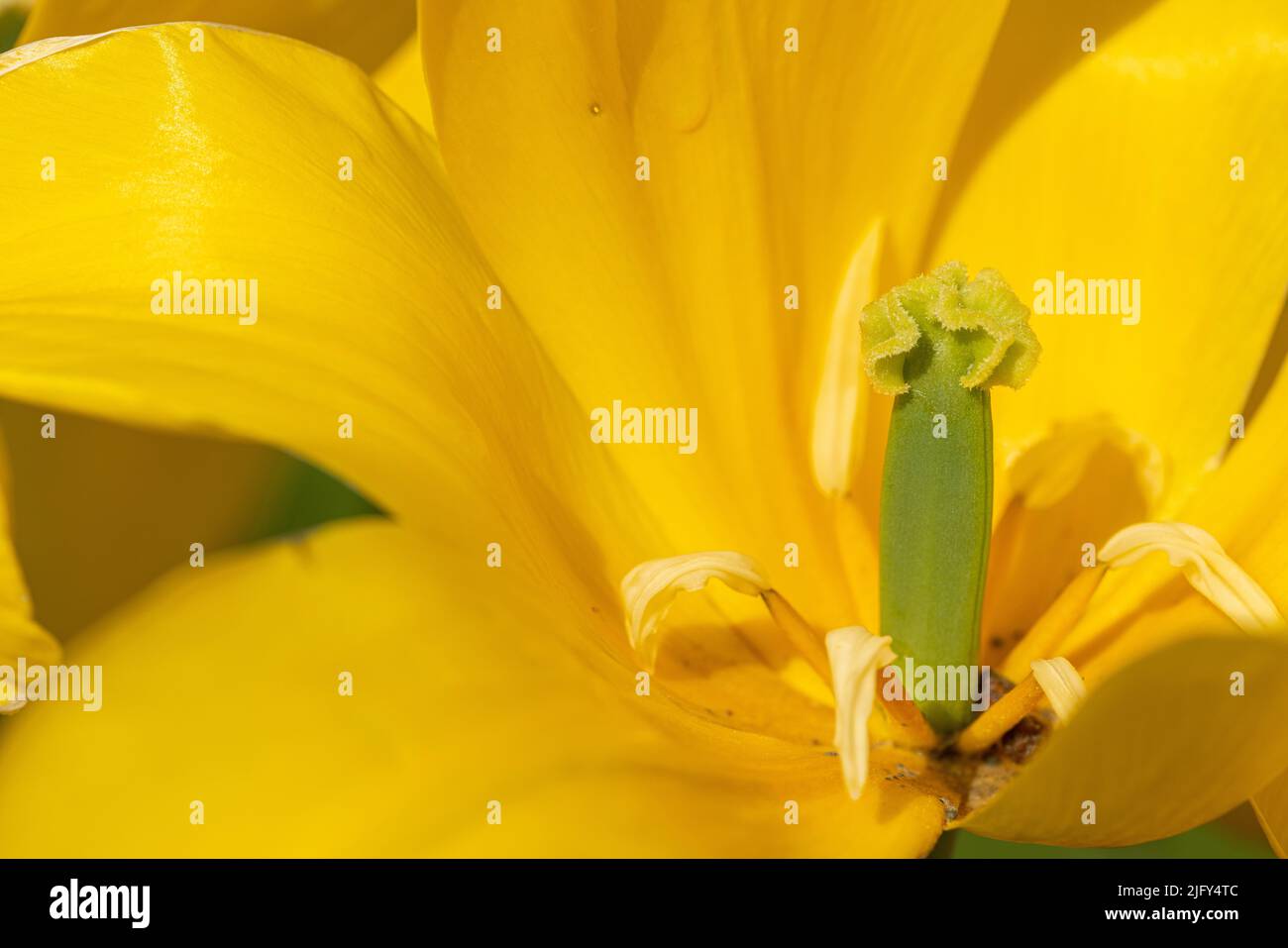 Style and ovary hi-res stock photography and images - Alamy