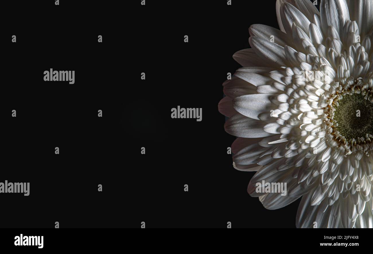 flower, life, bloom, health, plant, earth, life on earth, couples, goal ...