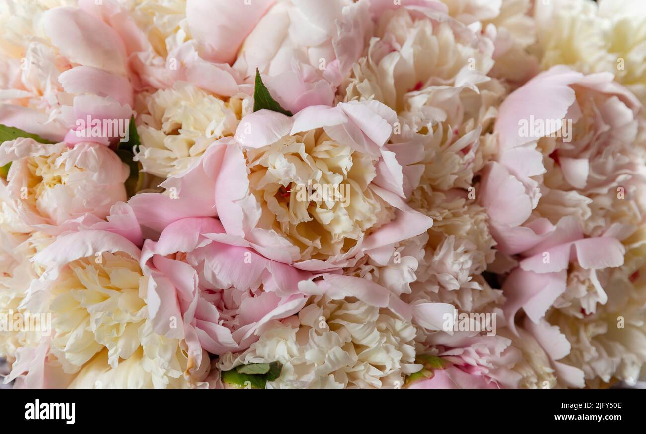 A charming bouquet of peonies. wedding bouquet of pink peonies ...