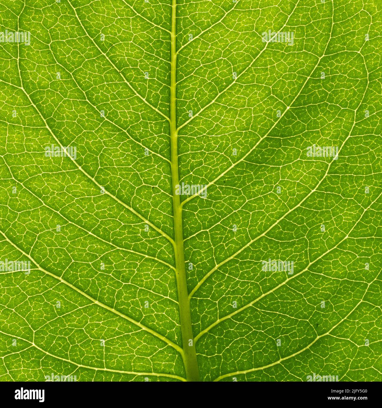 Macro view of green leaf with veins Stock Photo - Alamy