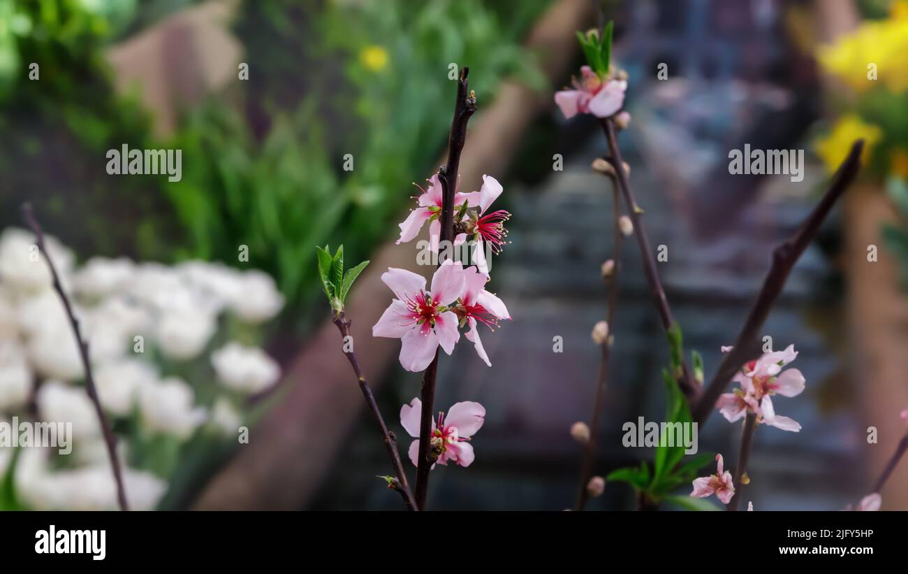 Branch of cherry blossoms on a background of greenery. Beautiful floral ...