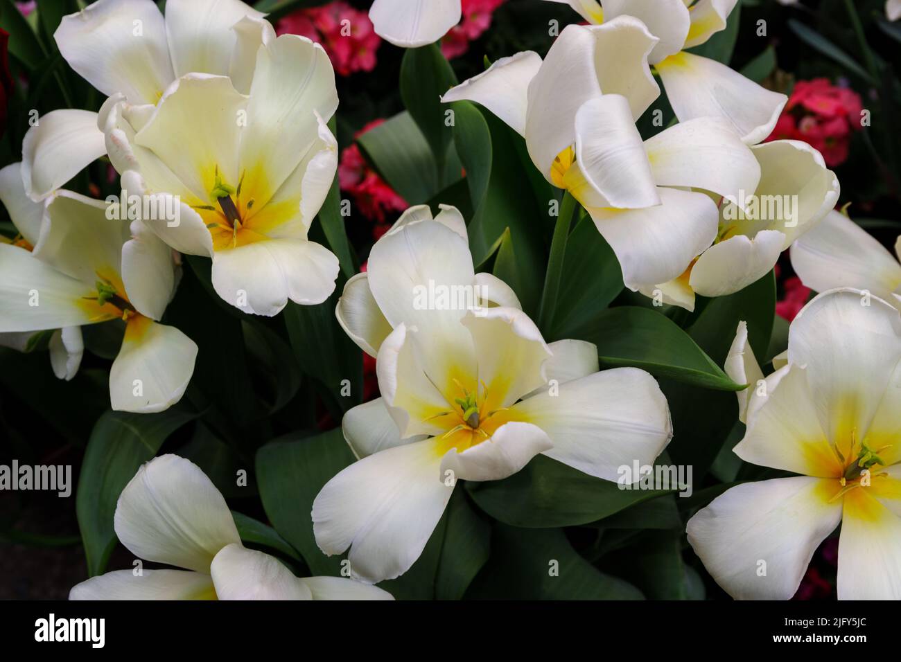 White tulips in the spring garden. Tulip flower background for spring ...