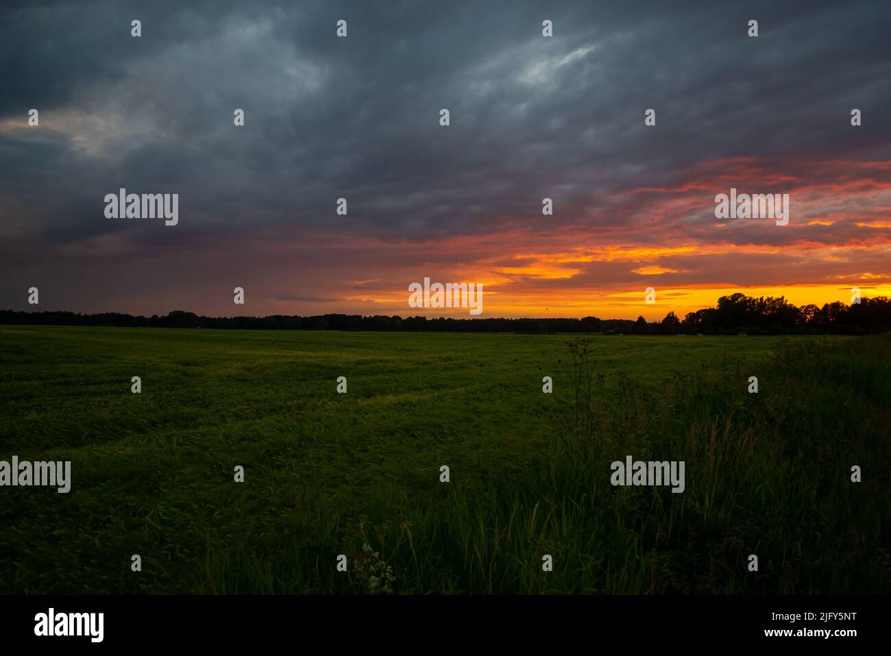 Scene of sunset or sunrise on the field with young rye or wheat in the ...