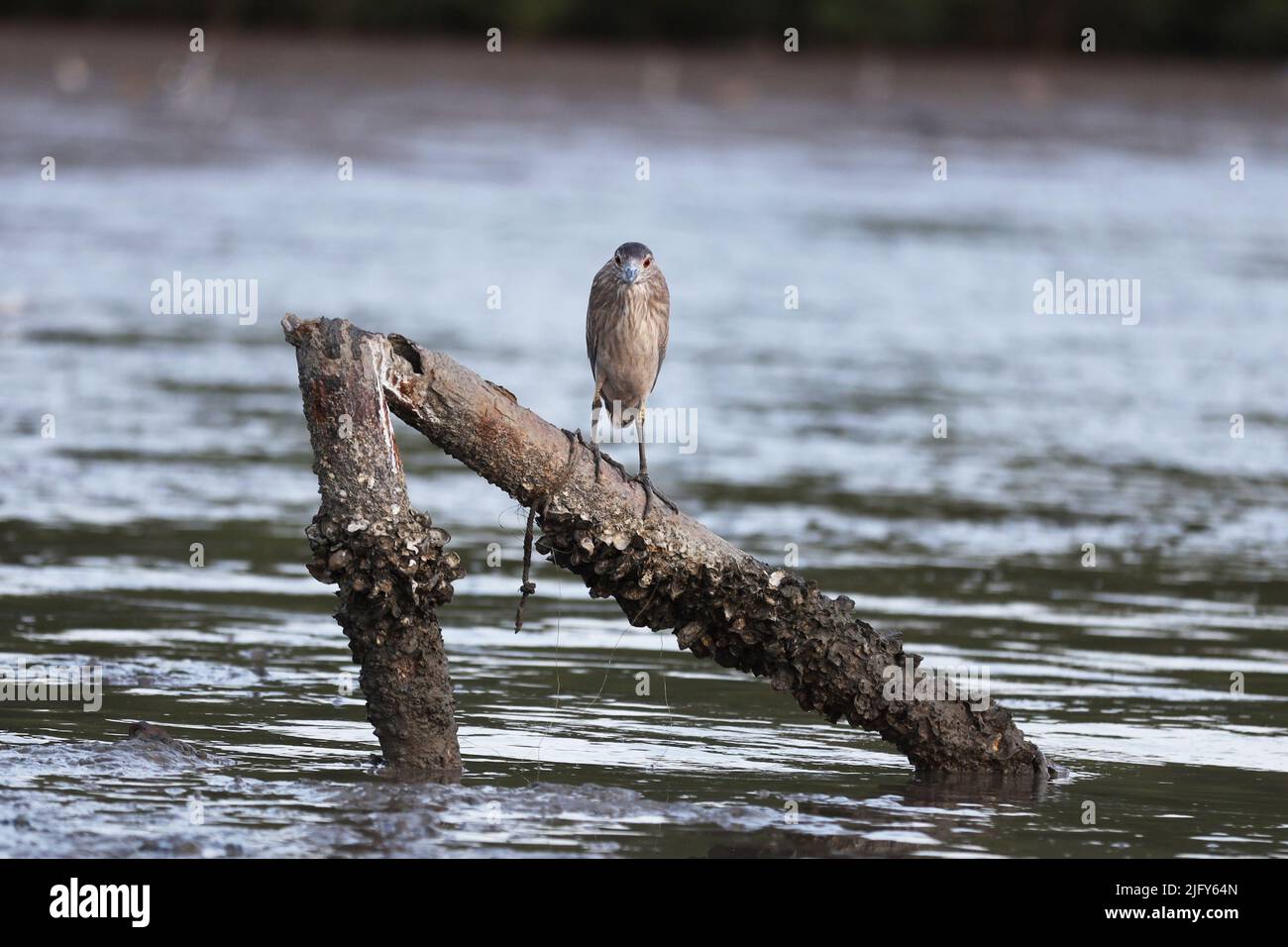 A black-crowned night heron (nycticorax nycticorax) in swamp Stock ...