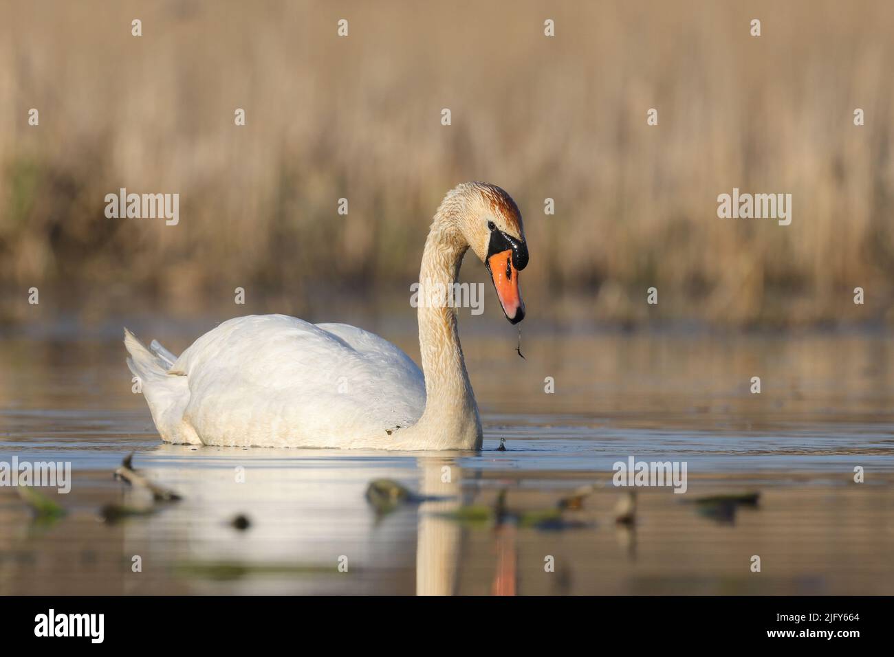 A graceful swan floating in the lake Stock Photo - Alamy