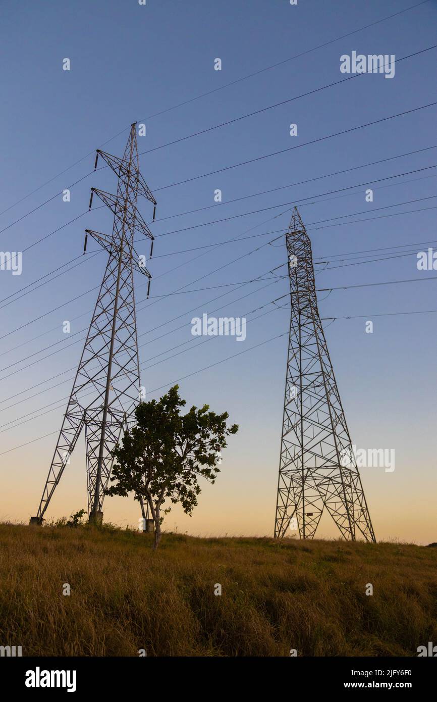 A vertical shot of electric poles next to a tree in a field at sunset ...