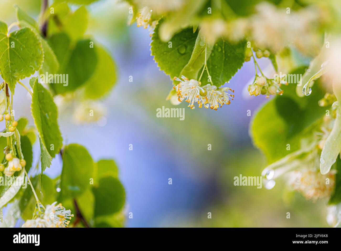 Linden yellow blossom of Tilia cordata tree (small-leaved lime, little ...