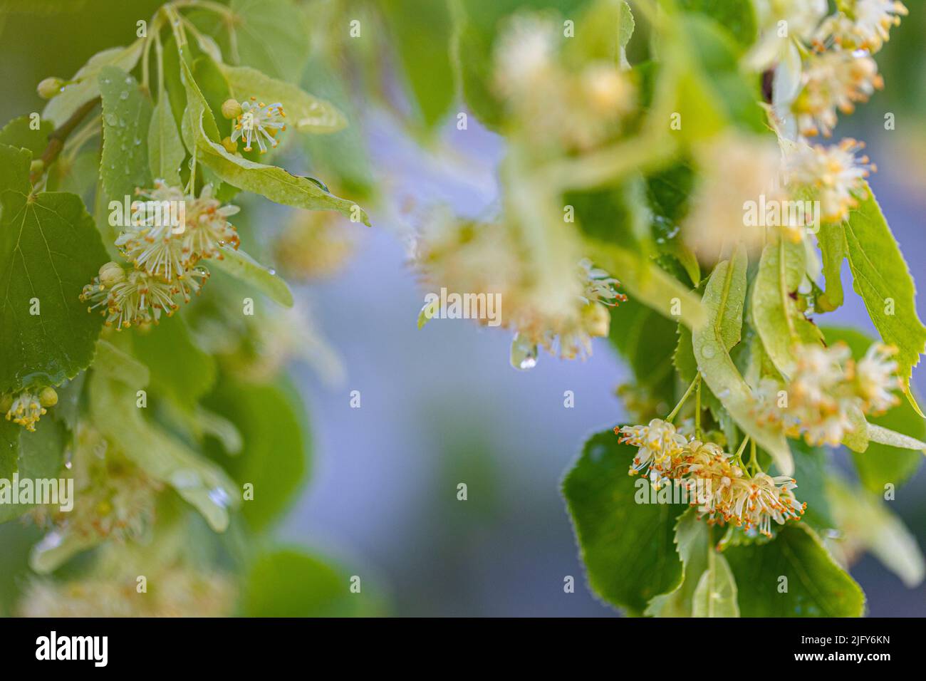 Linden yellow blossom of Tilia cordata tree (small-leaved lime, little ...
