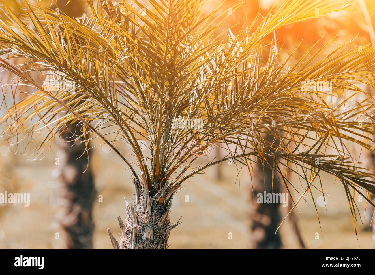 Palm tree growing horizontal trunk hi-res stock photography and images ...