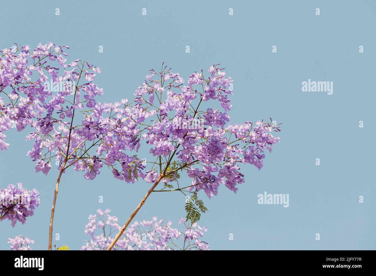 Jacaranda in bloom hi-res stock photography and images - Alamy