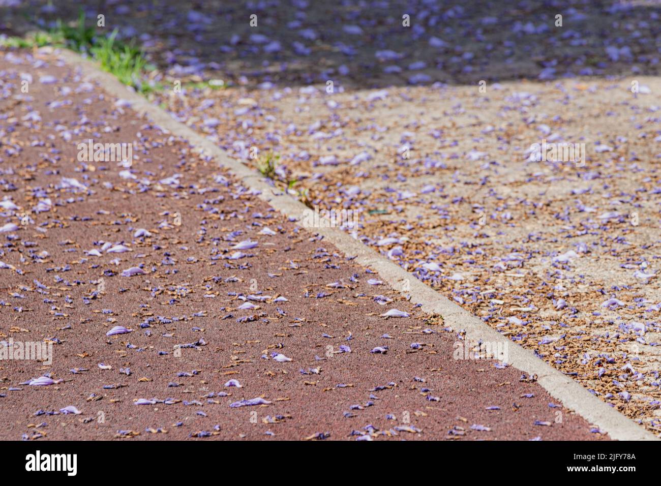 Jacaranda tree petals hi-res stock photography and images - Alamy