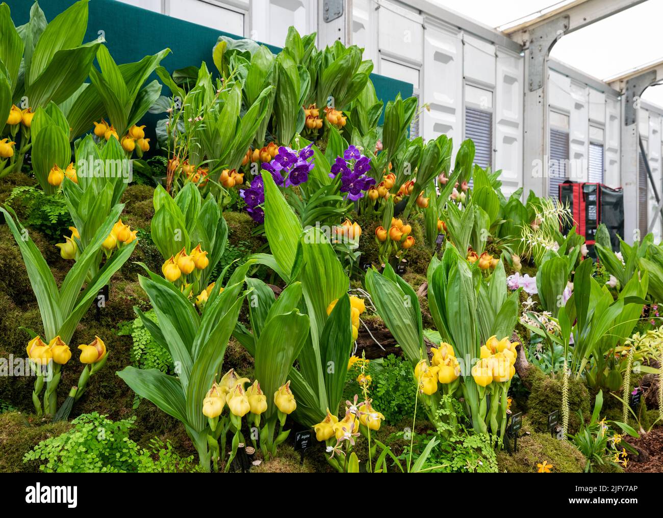 Floral Displays at Hampton Court Palace Flower Festival Stock Photo - Alamy