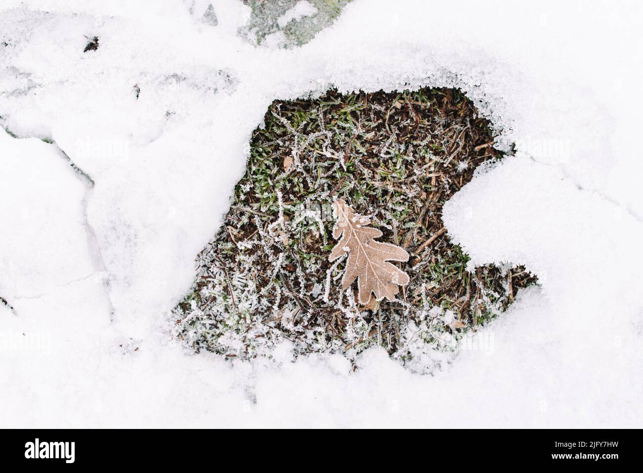 Simple snowy forest texture in hi-res stock photography and images - Alamy