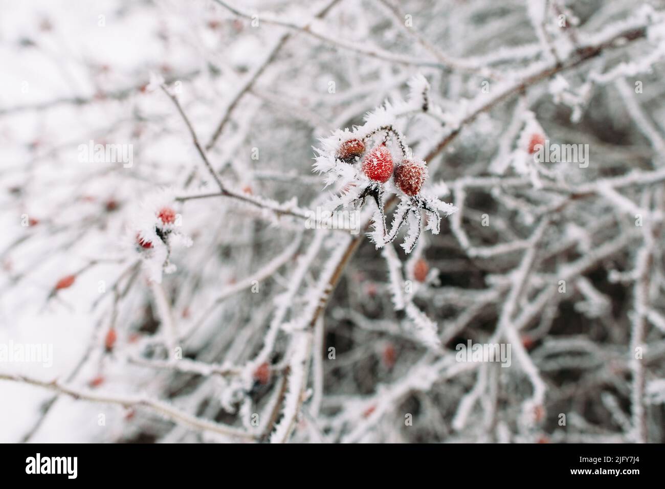 Hawthorn on frosty tree frozen sticks red berries Stock Photo - Alamy