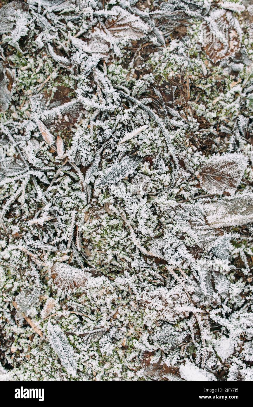 Texture of garden ground early winter frosty grass Stock Photo - Alamy