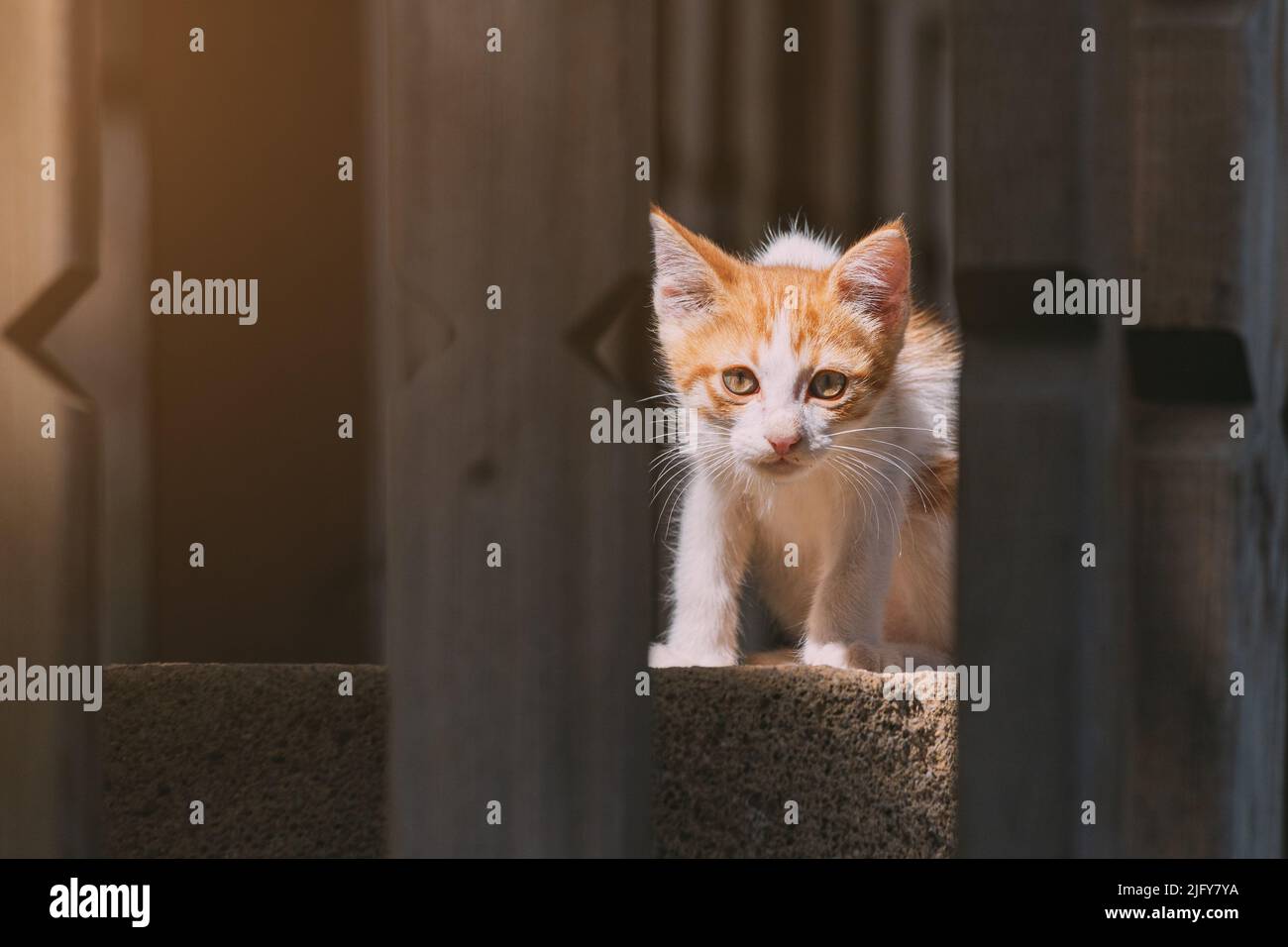 Adorable stray kitten cat hunting in the ray of light Stock Photo - Alamy